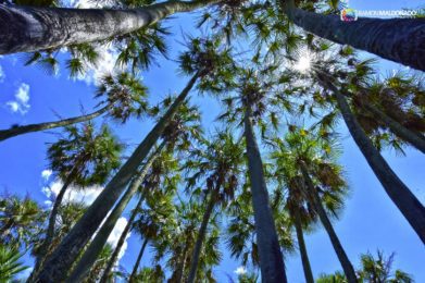 Conoce el Parque Nacional Río Pilcomayo en Formosa, uno de los más ...