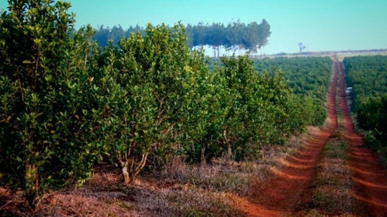 La Ruta de la yerba mate: entre el turismo y la historia misionera ...