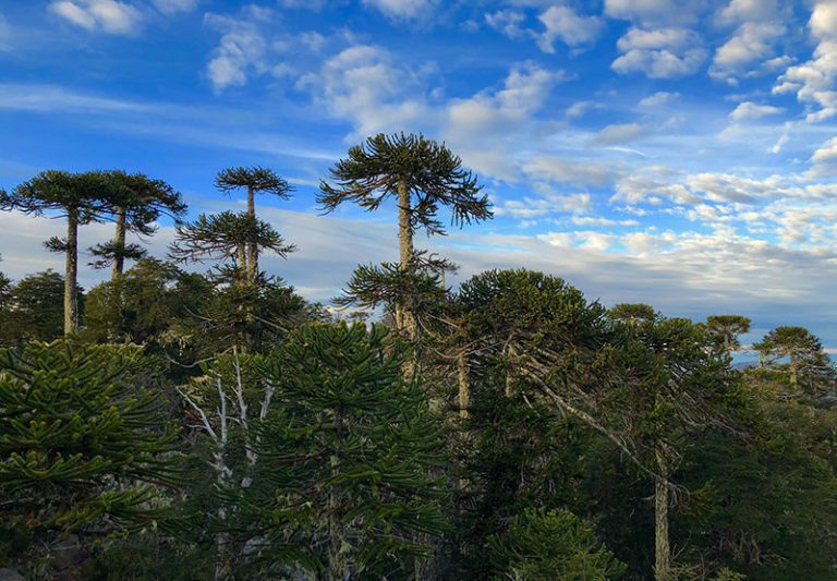 Araucaria: el árbol insignia de Misiones que es monumento natural - NEA HOY