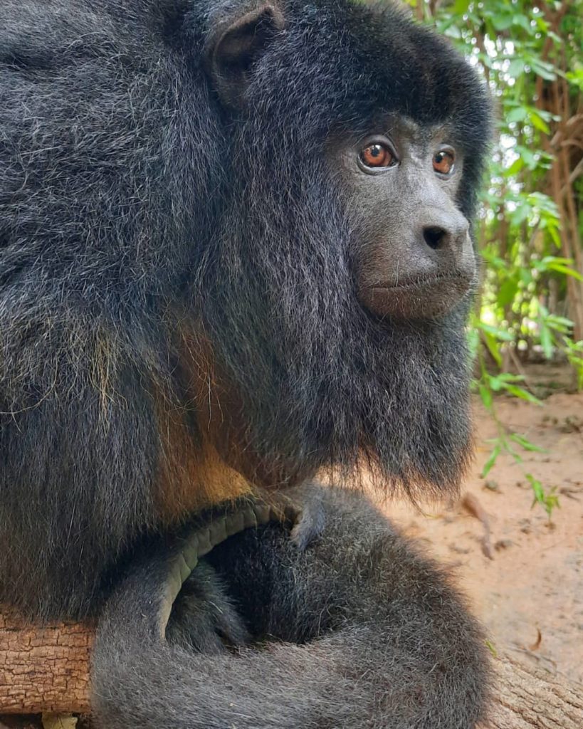 Camino a la reapertura del Centro de Conservación Aguará: las emotivas ...