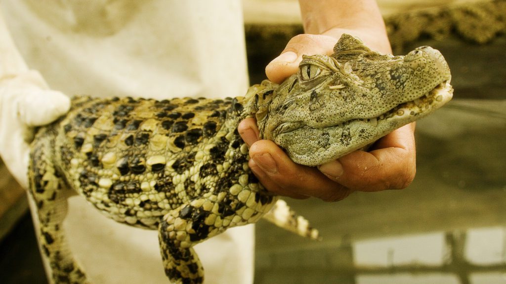 Caimanes de Formosa, referente mundial en exportación - NEA HOY