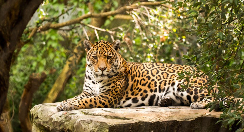 Formosa celebra otro registro de un yaguareté a través del uso de ...